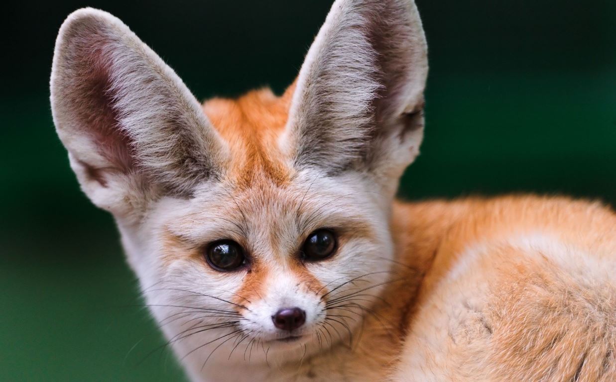 Cucciolo Di Volpe Fennec Bianca Fennec La Volpe Del Deserto
